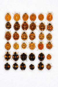 Why Are Ladybugs Important? to Humans or the Ecosystem