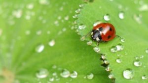 Can Ladybugs Swim? Do They Drown, Can They Survive in Water?