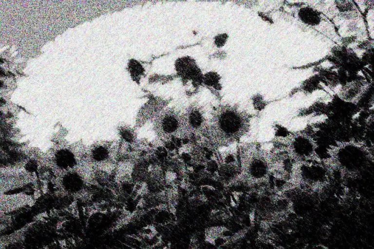 Do Ladybugs Sleep? The Ladybugs Nocturnal and Sleep Habits