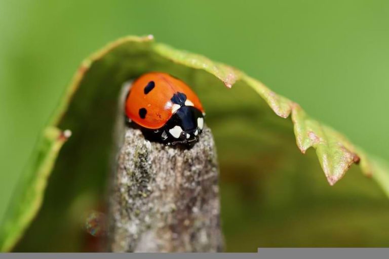 How Do Ladybugs Protect Themselves? And What Eats Ladybugs?