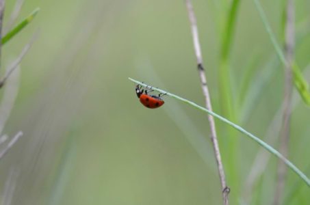 how to keep ladybugs in your garden | Ladybug Planet