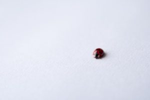 How To Tell If a Ladybug is Dead, Dying or Hibernating And What to do