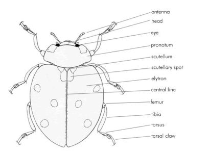 ladybug-anatomy1 | Ladybug Planet