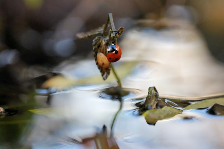 Can Ladybugs Swim? Do They Drown, Can They Survive in Water?