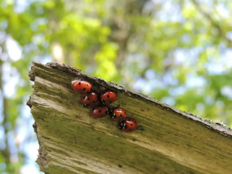 What Do Ladybugs Do in Winter - Where Do They Go and Why?