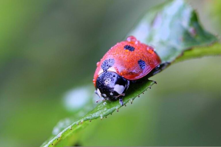 Can Ladybugs Swim? Do They Drown, Can They Survive in Water?