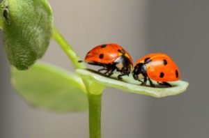 When Do Ladybugs Mate? Ladybug Mating and Reproduction Process