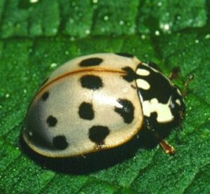 White Ladybug? - Here are The Three Possible Types It Could Be
