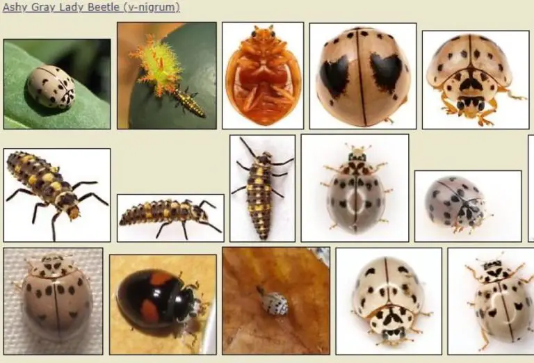 White Ladybug? - Here are The Three Possible Types It Could Be
