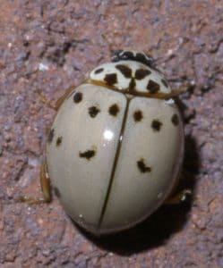 White Ladybug? - Here are The Three Possible Types It Could Be