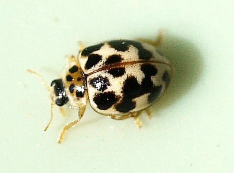 White Ladybug? - Here are The Three Possible Types It Could Be