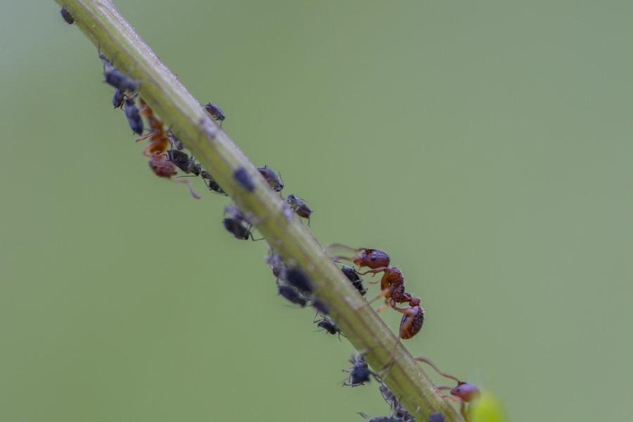 Do Ladybugs Eat Ants When Ants And Ladybugs Clash Do Ladybugs Eat Ants When Ants And Ladybugs Clash
