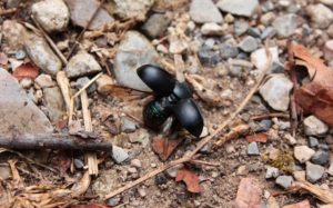 How Long Do Ladybugs Live? - The Life Cycle of The Ladybird