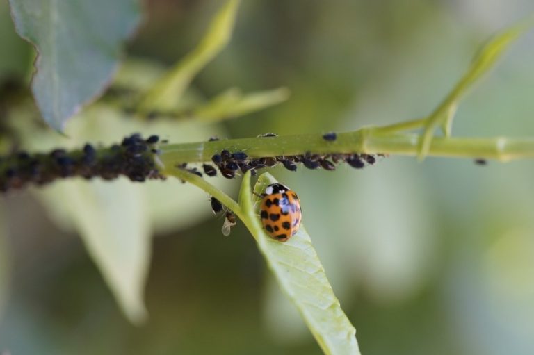Why Are Ladybugs Important? to Humans or the Ecosystem