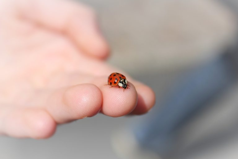 61 Ladybug Frequently Asked Questions, Get Ladybug Facts Here