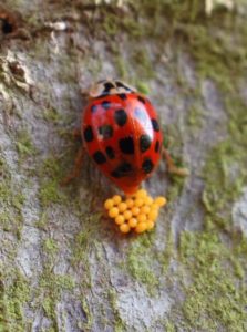 How Long Do Ladybugs Live? - The Life Cycle of The Ladybird