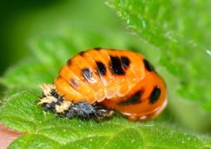 How Long Do Ladybugs Live? - The Life Cycle of The Ladybird