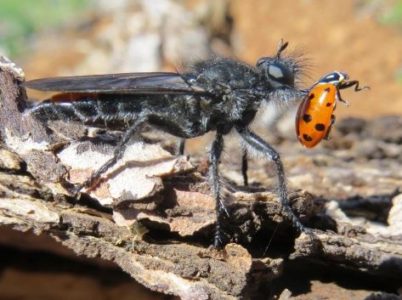 What Eats Ladybugs? The List of Ladybug Natural Predators