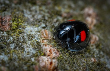White Ladybug? - Here are The Three Possible Types It Could Be