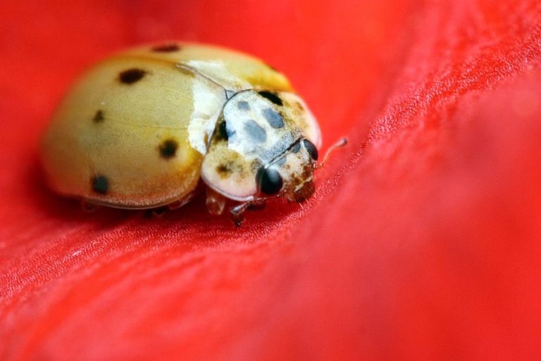 Ladybug Larvae - Easy Guide and Identifying Them - with Images