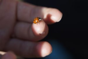 The 101 Guide to Ladybugs, Varieties, Habitat, Diet, Anatomy and More