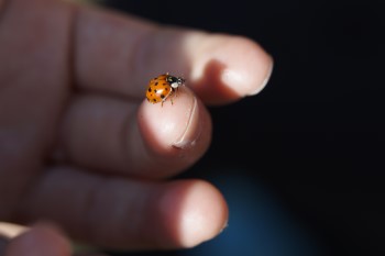 The 101 Guide to Ladybugs, Varieties, Habitat, Diet, Anatomy and More