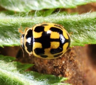 Ladybug Larvae - Easy Guide and Identifying Them - with Images