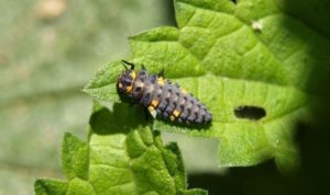 Ladybug Larvae - Easy Guide and Identifying Them - with Images