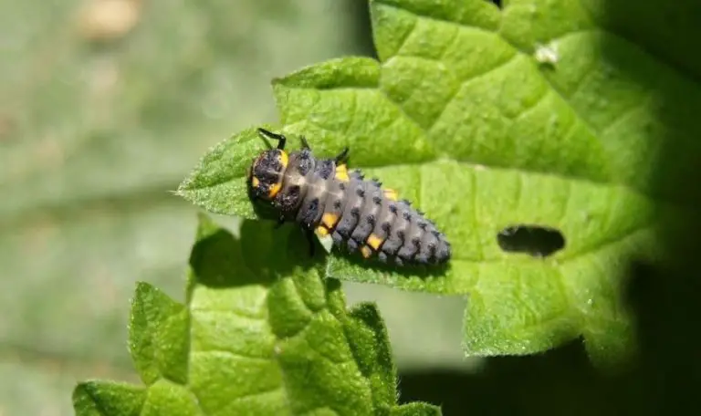 7-spot-ladybug larva. | Ladybug Planet