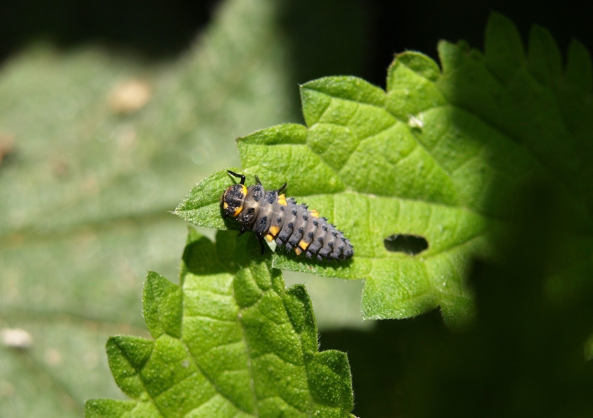 7-spot-ladybug larva | Ladybug Planet