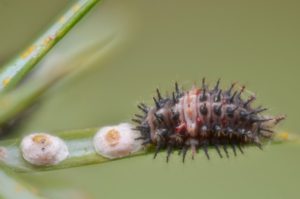Ladybug Larvae - Easy Guide and Identifying Them - with Images