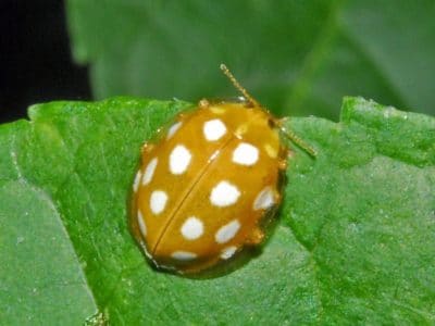 Ladybug Larvae - Easy Guide and Identifying Them - with Images