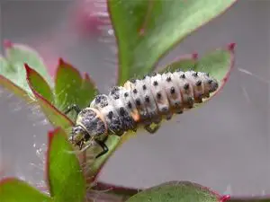 Ladybug Larvae - Easy Guide and Identifying Them - with Images