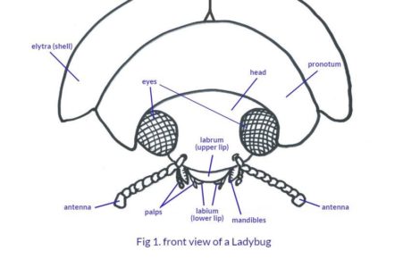 How Many Legs Does a Ladybug Have - the Anatomy of a Ladybug