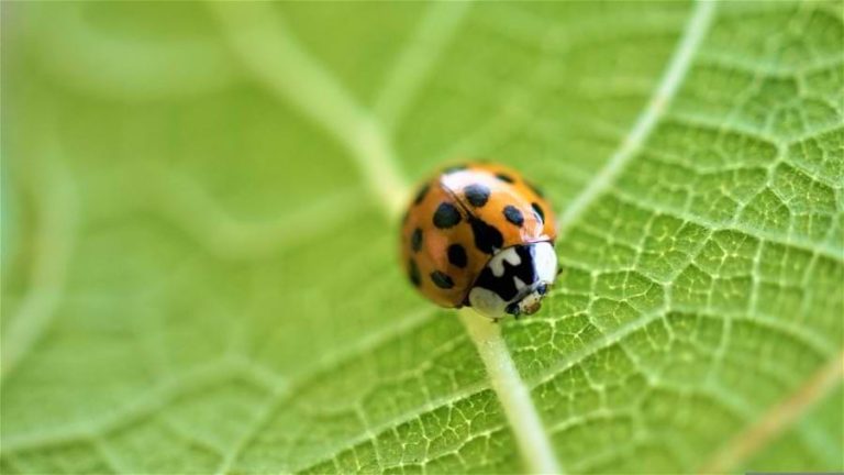 Orange Ladybugs - What Are They? Everything You Need to Know