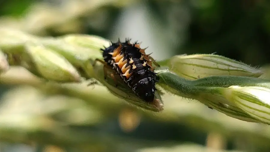 Asian Ladybug Larva Ladybug Planet