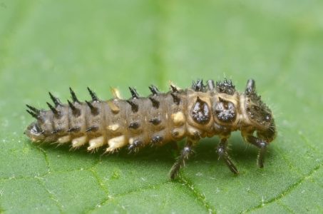Ladybug Larvae - Easy Guide and Identifying Them - with Images