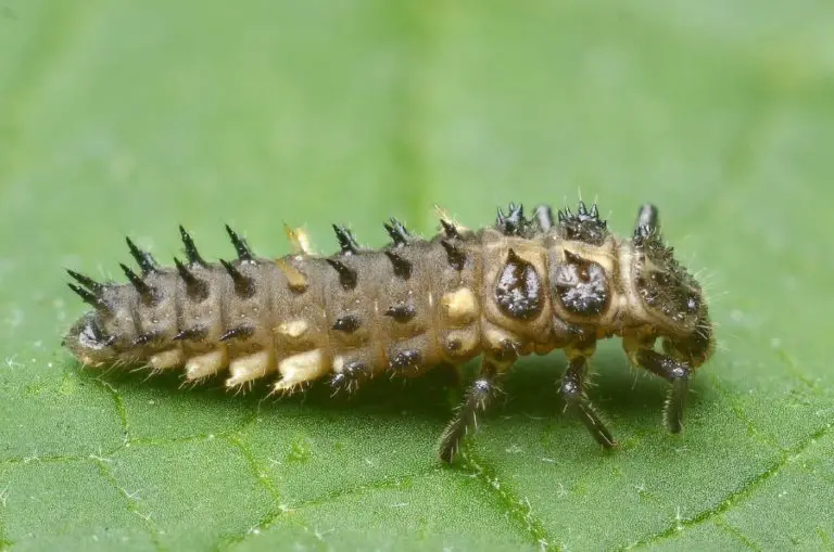 Ladybug Larvae - Easy Guide and Identifying Them - with Images