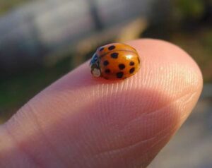 Do Ladybugs Bite? Which Ones, Why, and What To Do About It