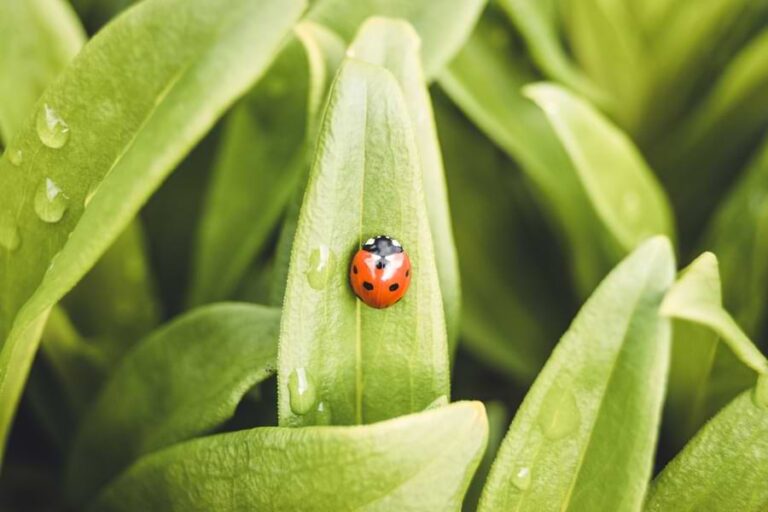 Ladybug Male or Female - the Differences and How to Tell