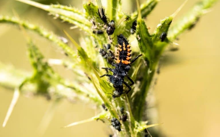 Ladybug Larvae - Easy Guide and Identifying Them - with Images