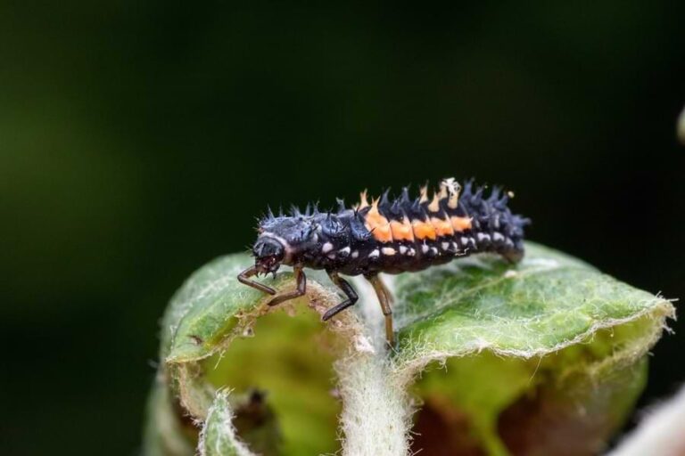 Ladybug Larvae - Easy Guide and Identifying Them - with Images
