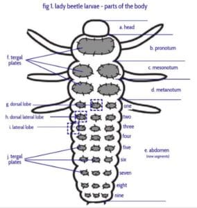 Ladybug Larvae - Easy Guide and Identifying Them - with Images