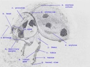 ladybug-anatomy-parts-named – (Featured) – Ladybug Planet