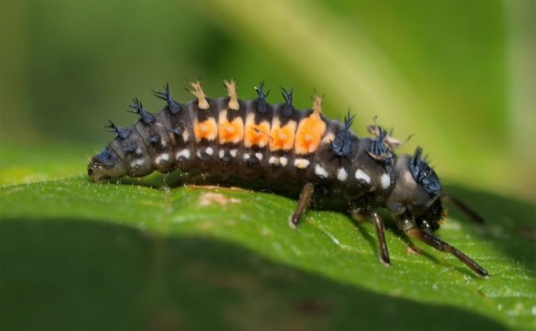 The 101 Guide to Ladybugs, Varieties, Habitat, Diet, Anatomy and More