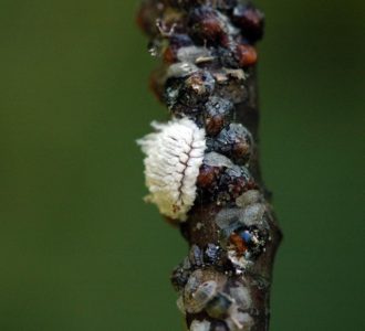Ladybug Larvae - Easy Guide and Identifying Them - with Images