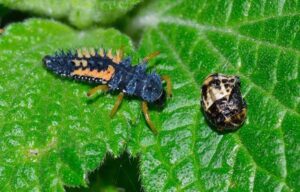 Ladybug Larvae - Easy Guide and Identifying Them - with Images