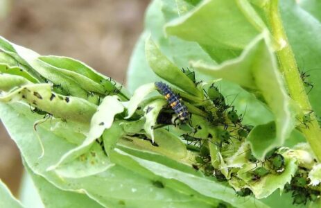Ladybug Larvae - Easy Guide and Identifying Them - with Images