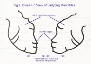 How Do Ladybugs Protect Themselves? And What Eats Ladybugs?
