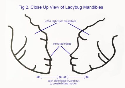 Do Ladybugs Bite? Which Ones, Why, and What To Do About It